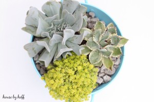 Colander Planter with Succulents - House by Hoff