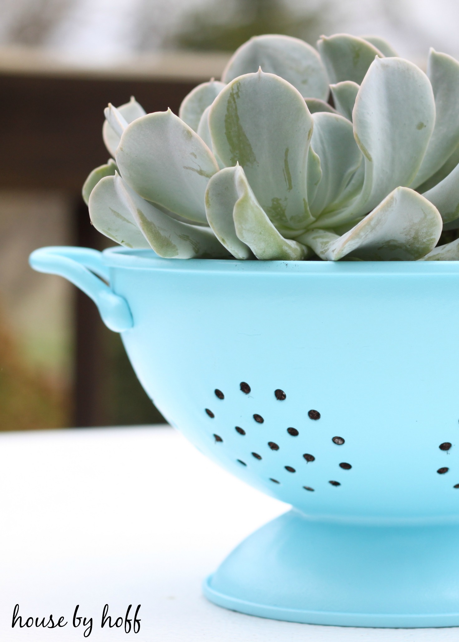 Colander Planter with Succulents - House by Hoff