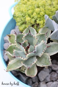 Colander Planter with Succulents - House by Hoff
